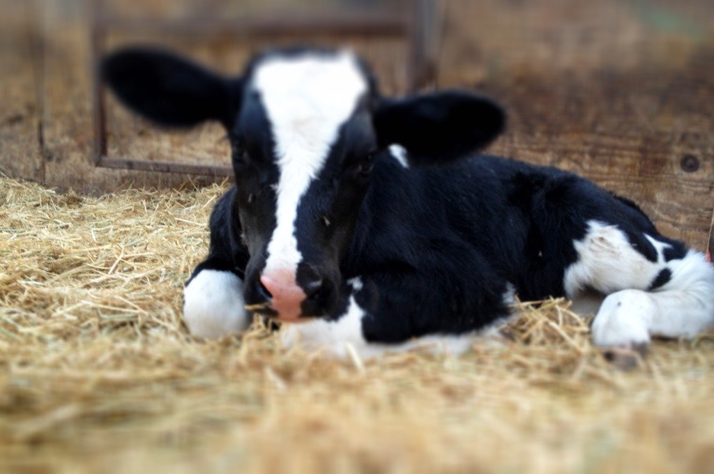 Dairy Moos How Much Do Cows Weight Dairy Moos How Much Do Cows Weight