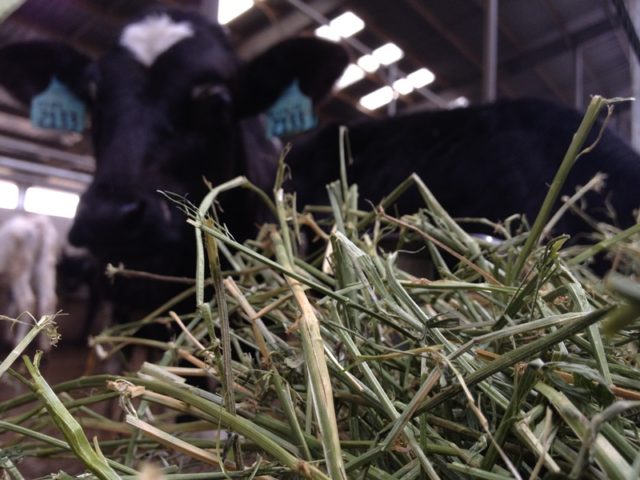 How Dairies Raise Heifers | Dairy Moos