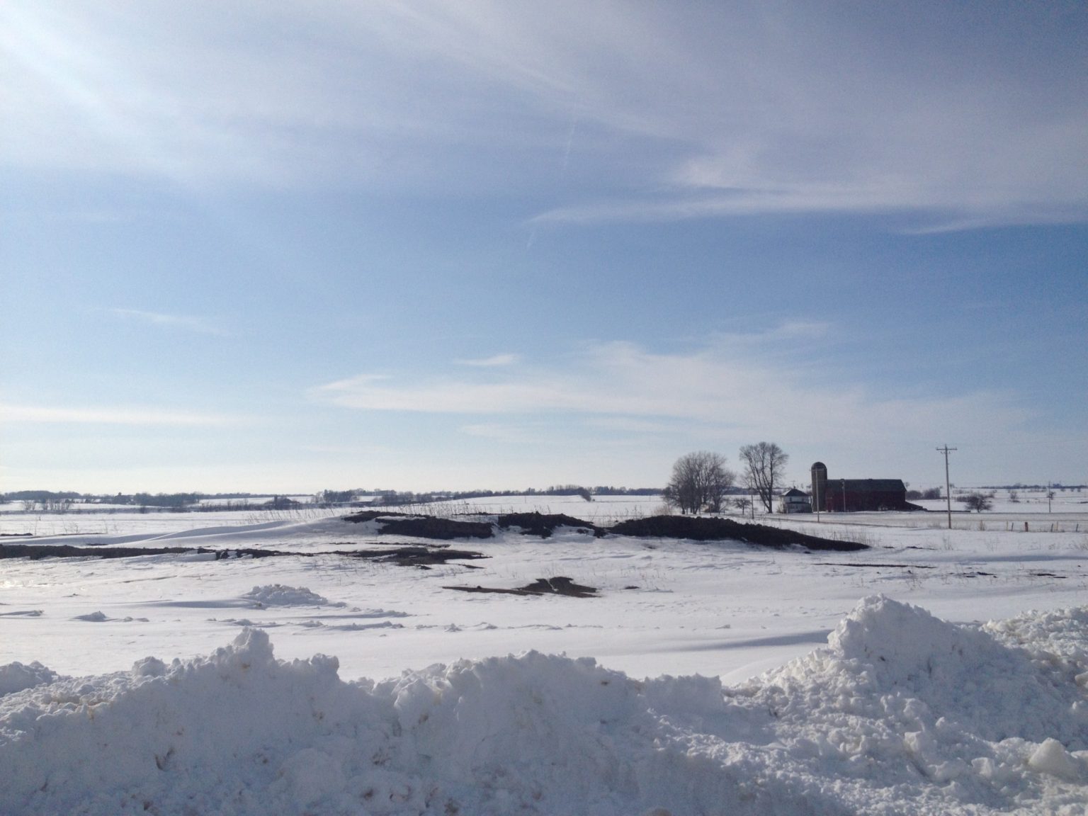 Do Cows like Cold Weather? | Dairy Moos