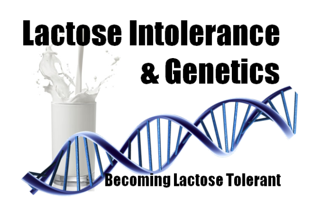 Lactose Intolerance not only Genetic but Cultural | Dairy Moos
