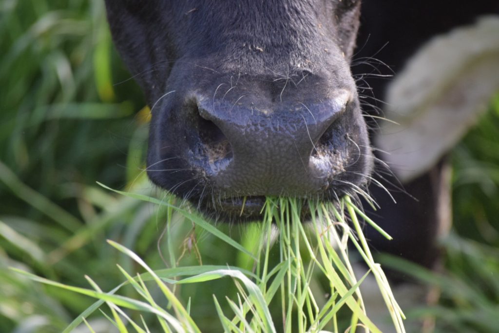 5 Nutrition Secrets from Cows | Dairy Moos