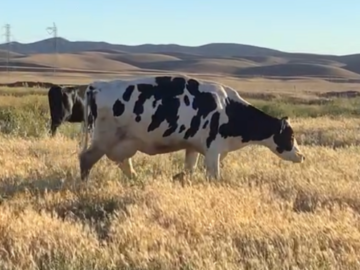 Best Cow Memes | Dairy Moos